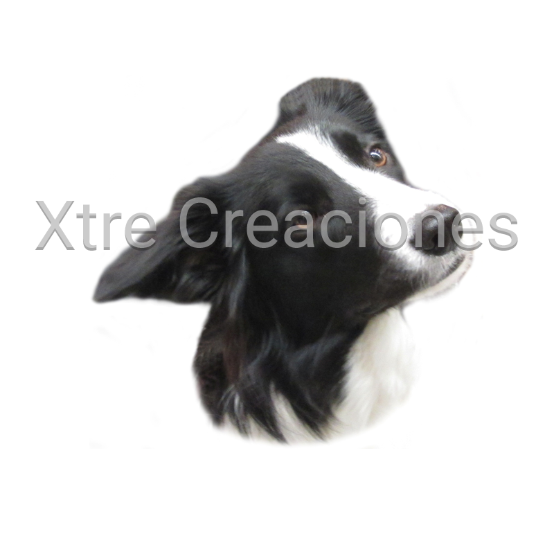 Adhesivo border collie – Xtre Creaciones