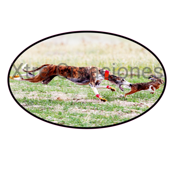 Adhesivo galgo corriendo con liebre – Xtre Creaciones