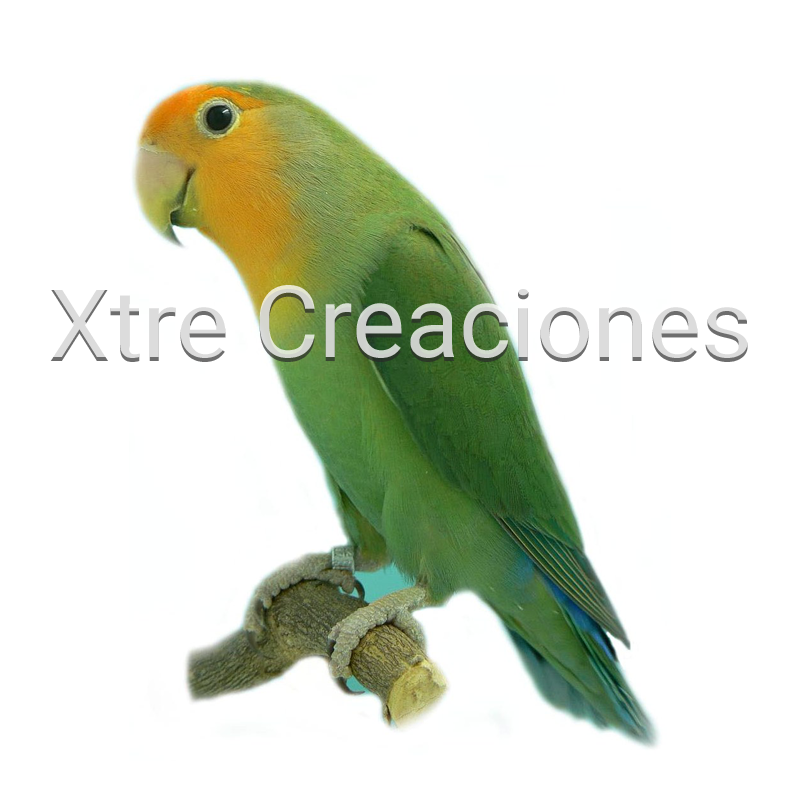 Adhesivo agaporni inseparable | Xtre Creaciones